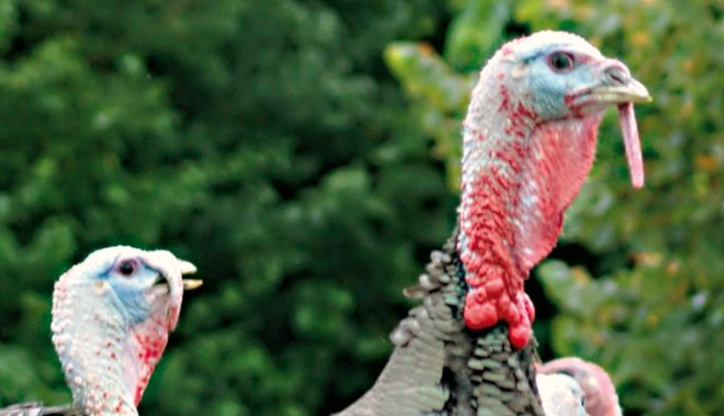 Parent Stock - Commercial Stock - White & Colored Turkeys - Hybrid
