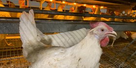 Poultry Diseases - Laying Hens