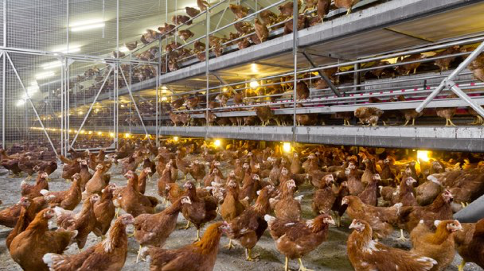 Breeding for prolonged laying cycles in laying hens, a breeding ...