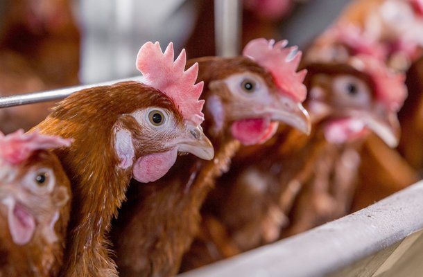 Bienvenue chez Hendrix Genetics Pondeuses - Hendrix Genetics Pondeuses