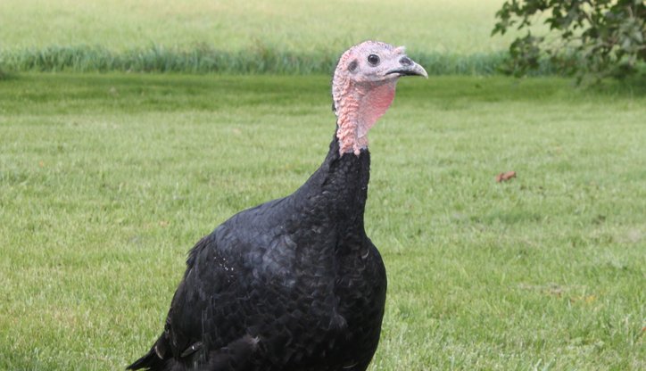 Parent Stock - Commercial Stock - White & Colored Turkeys - Hybrid