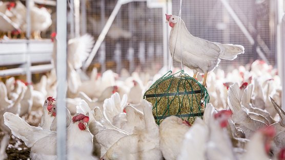 Midnight feeding - Laying Hens