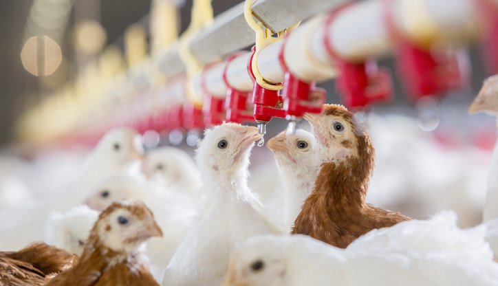 About Hendrix Genetics laying hens - Laying Hens