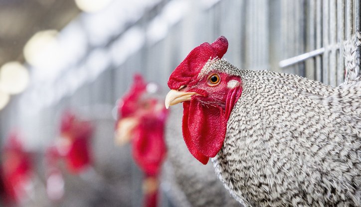 About Hendrix Genetics laying hens - Laying Hens